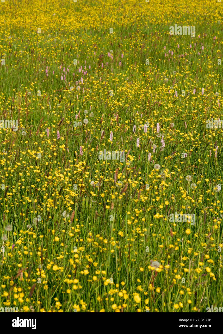Yellow,flower field, meadow, pasture with wildflowers and herbs ...