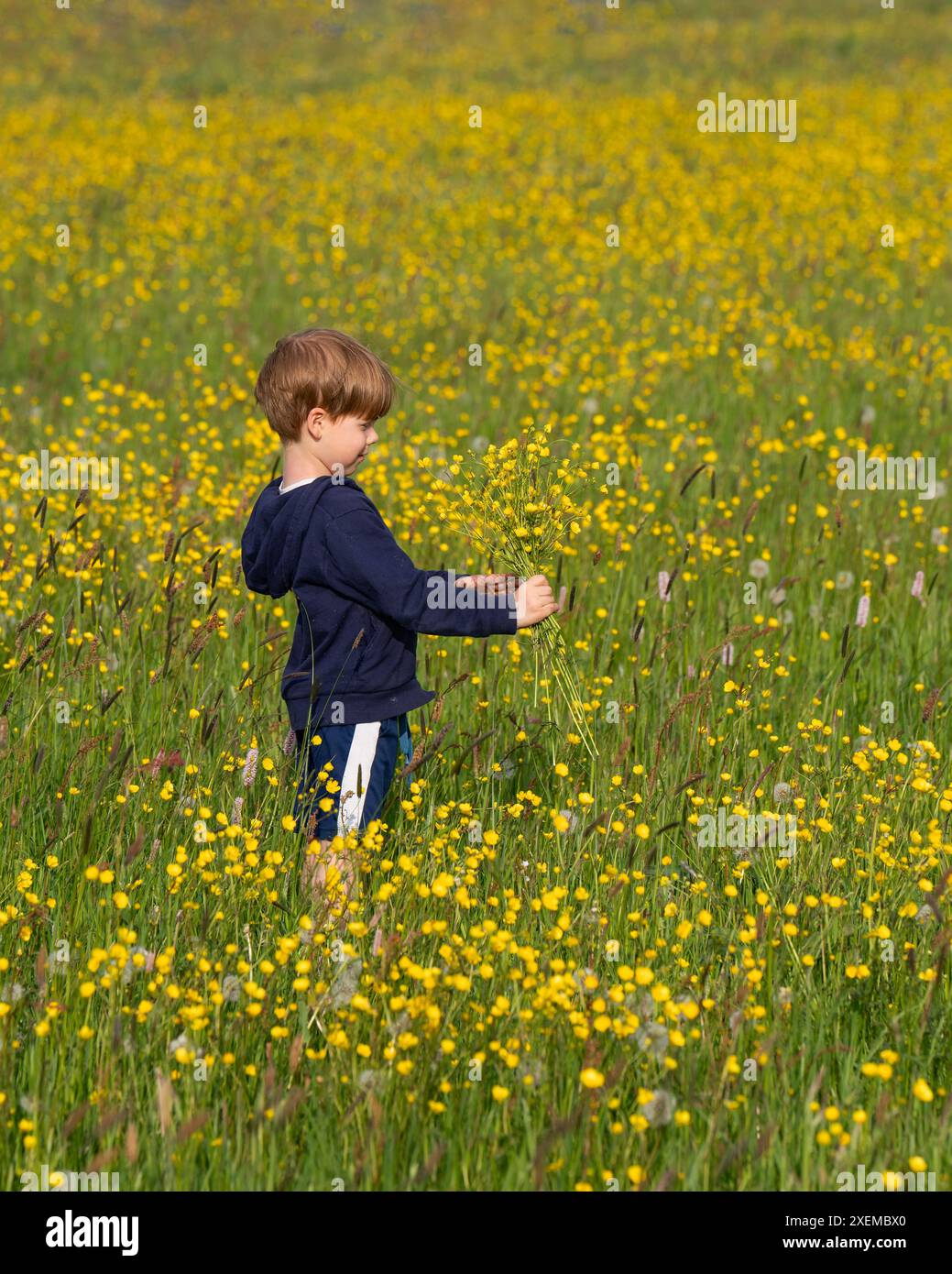 Cute child, boy playing in a field with wild yellow flowers, enjoying ...