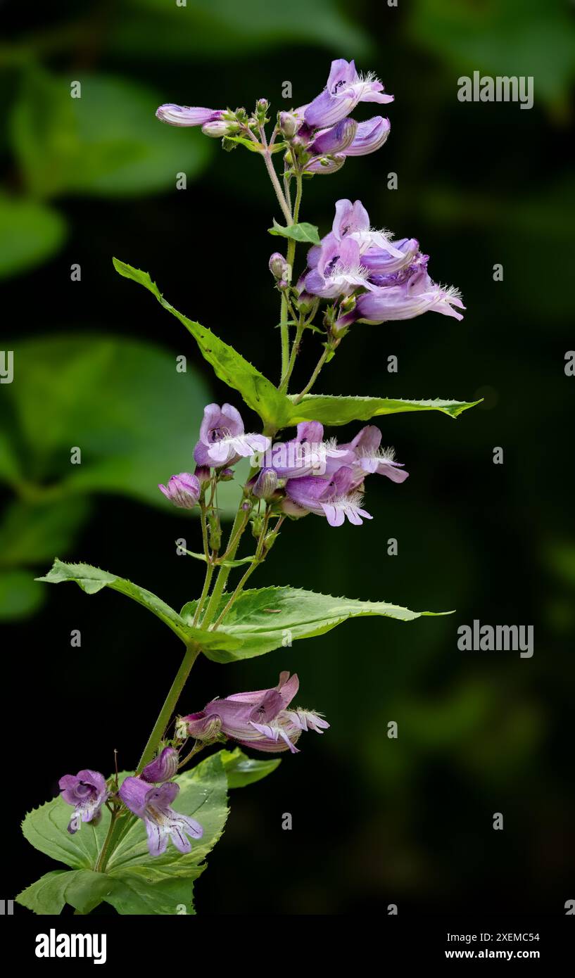 Branch of Small's penstemon (Penstemon smallii), a cpmmon garden ...