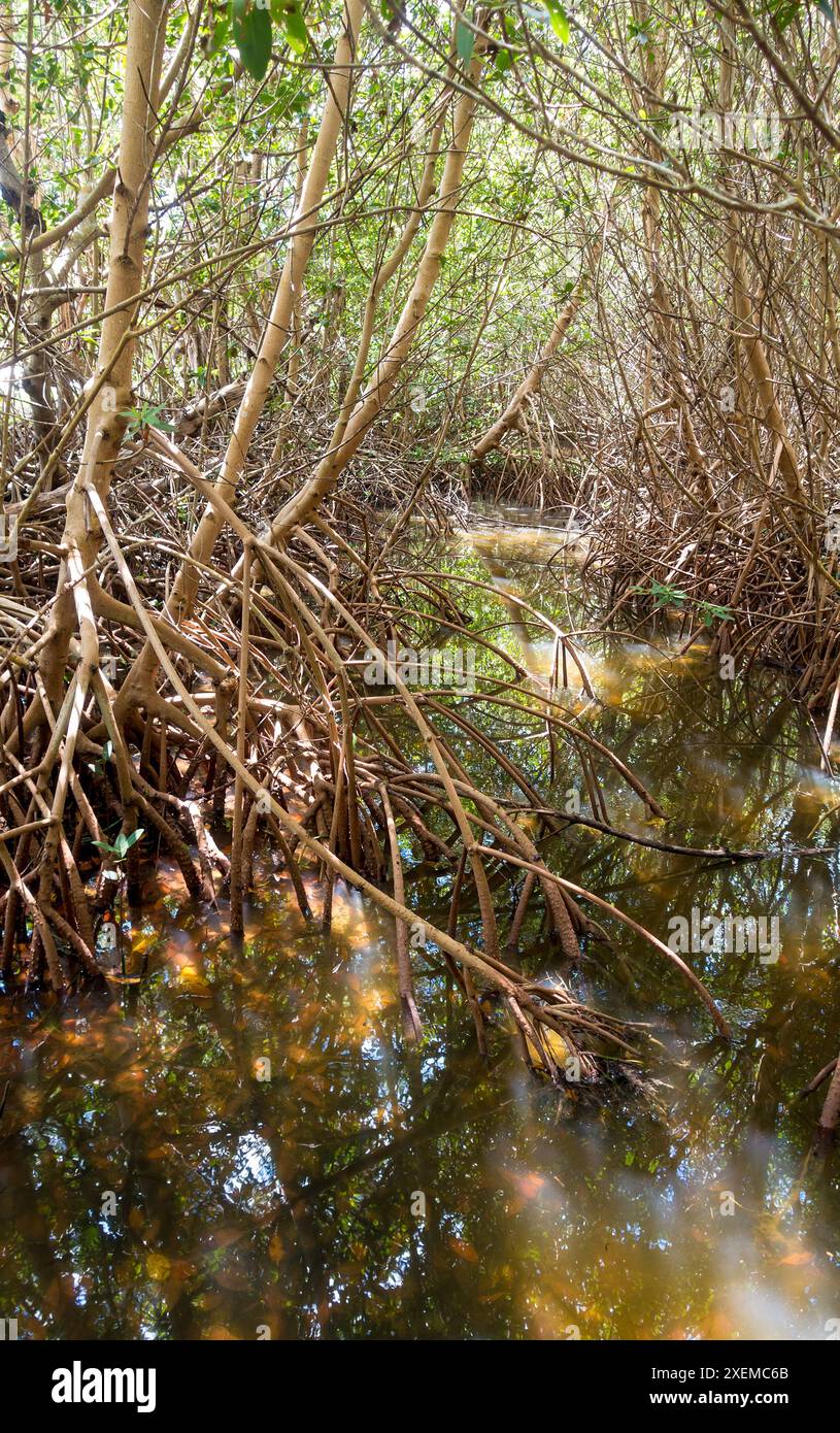 Red Mangrove tree (Rhizophora mangle) roots in an estuary on Sanibel ...