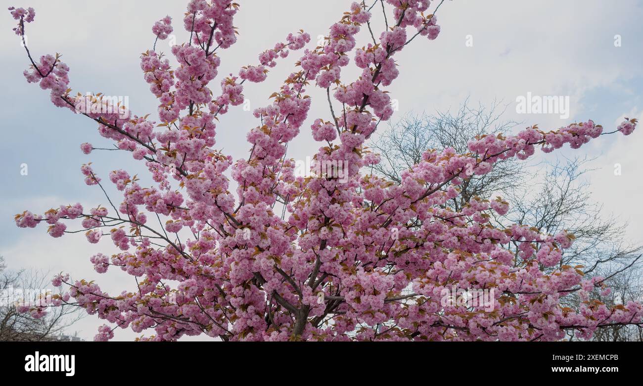 An enchantingly beautiful sakura tree with delicate pink blooms Stock ...