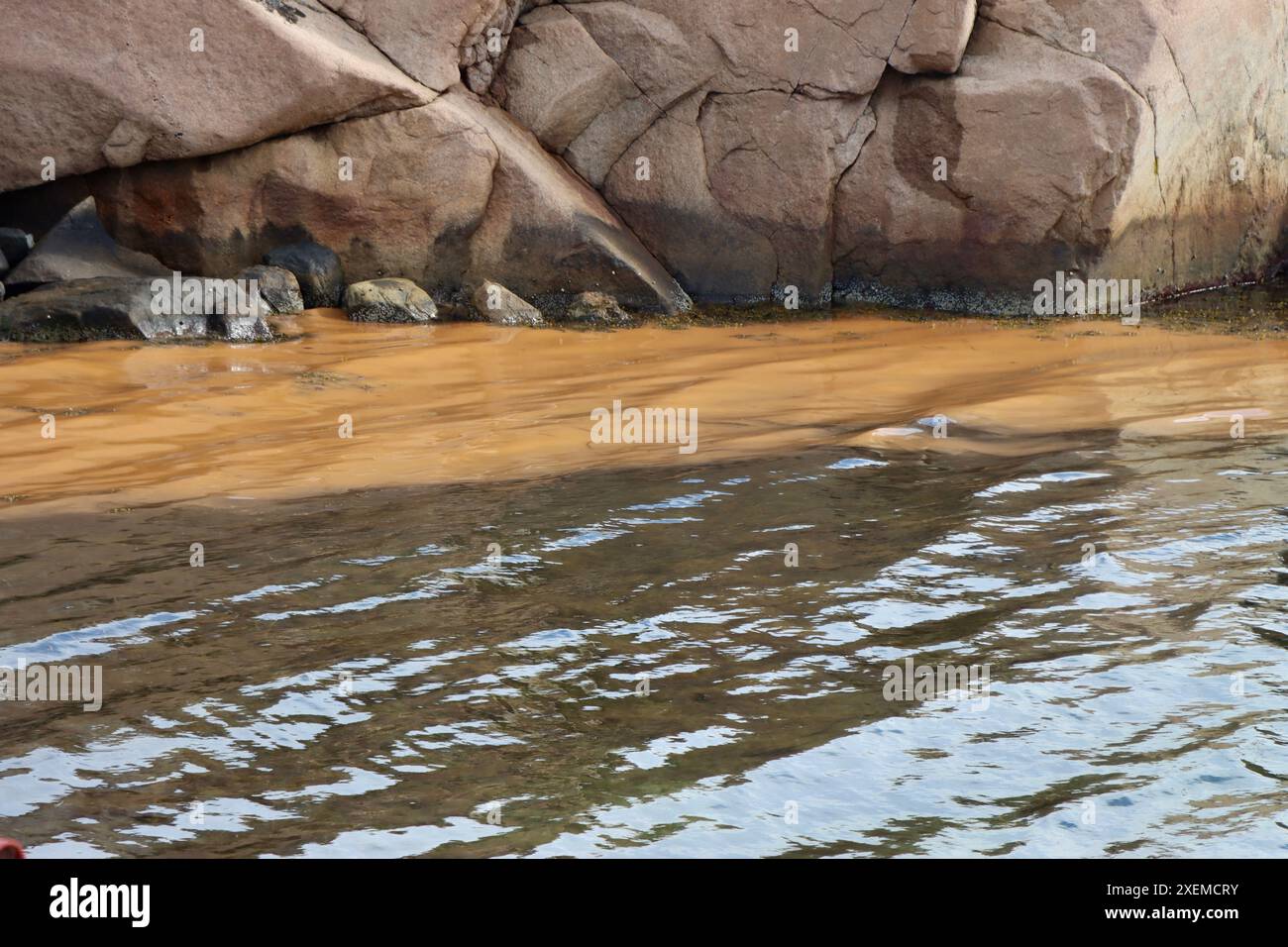 Yellow plankton / algae / algal "bloom" and small blue jellyfish in ...