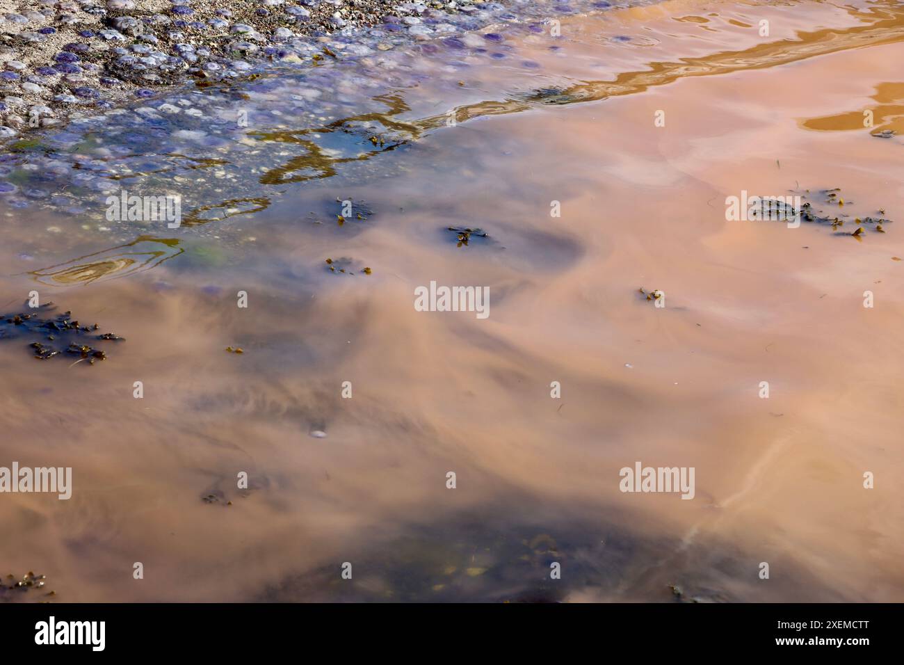 Yellow plankton / algae / algal "bloom" and small blue jellyfish in ...