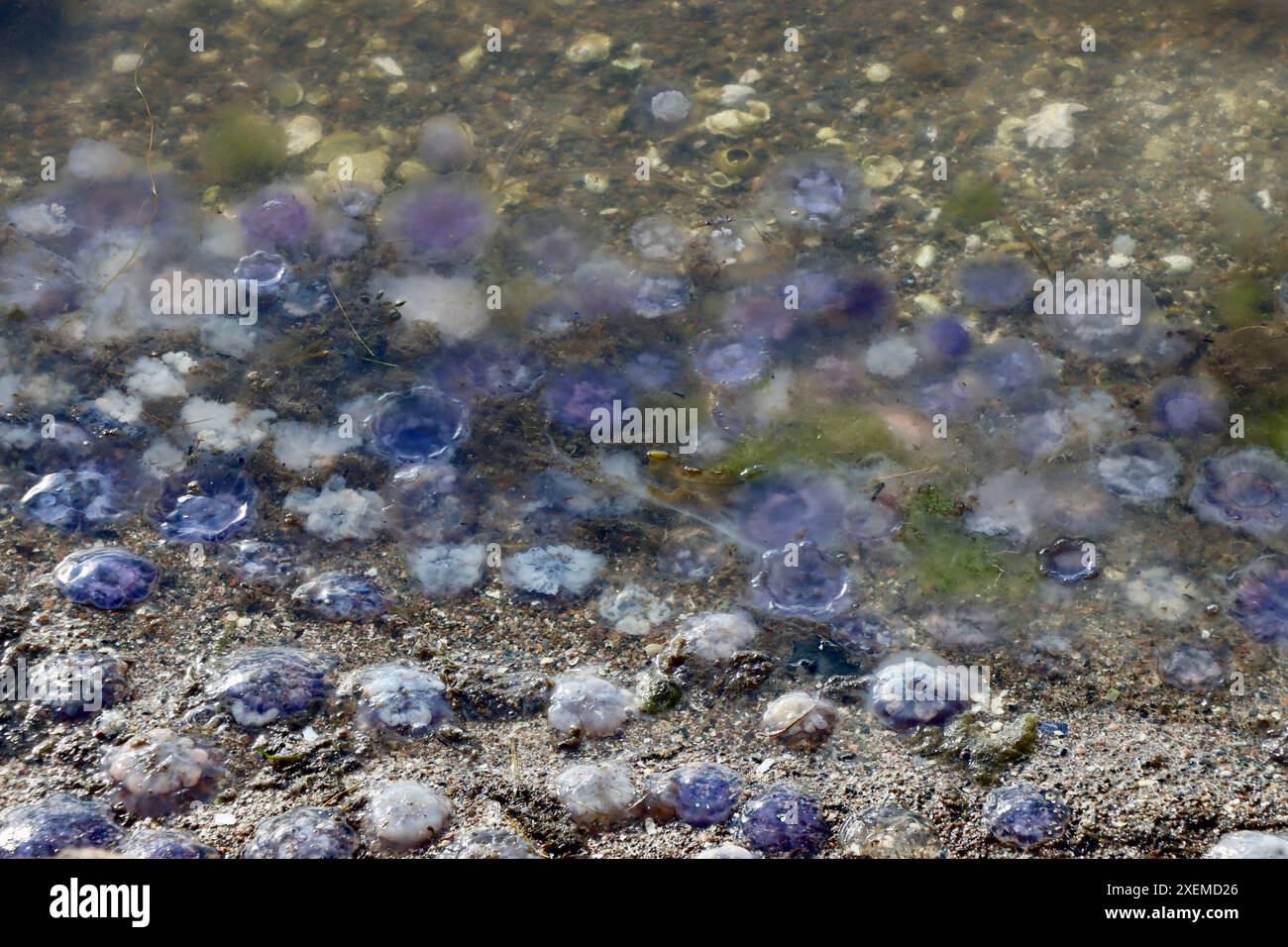 Yellow plankton / algae / algal "bloom" and small blue jellyfish in Fjällbacka archipelago on ...