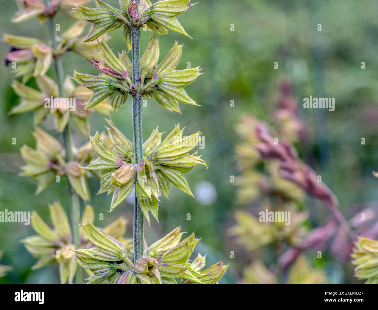 Common sage flowers hi-res stock photography and images - Alamy