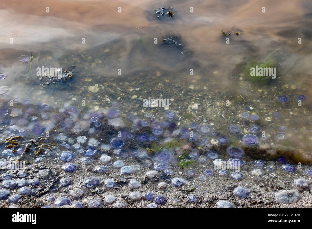 Early yellow plankton "bloom" and small blue jellyfish in Fjällbacka archipelago on the western ...