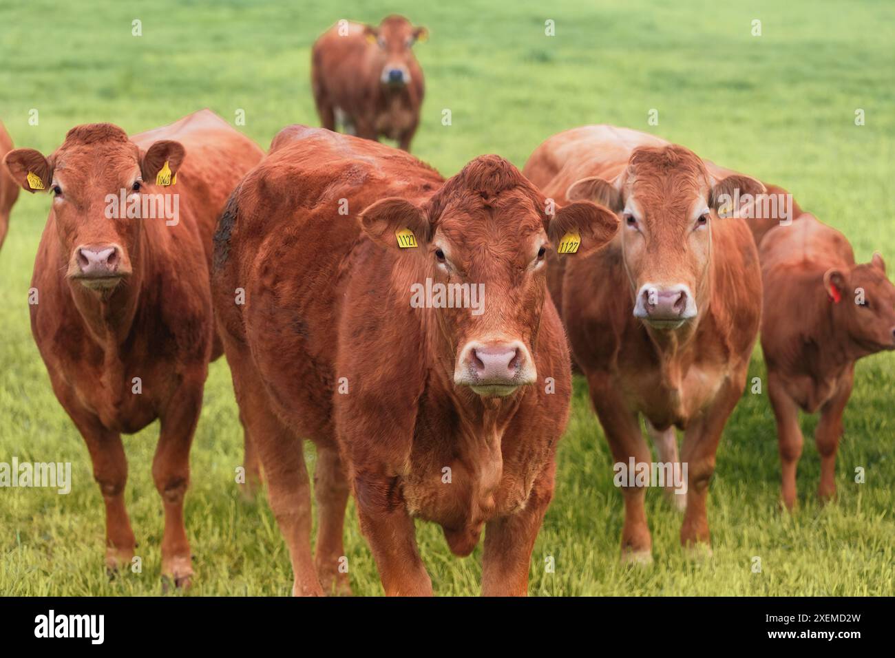 A herd of red cows grazing on lush green pastures in Jaeren reflecting ...