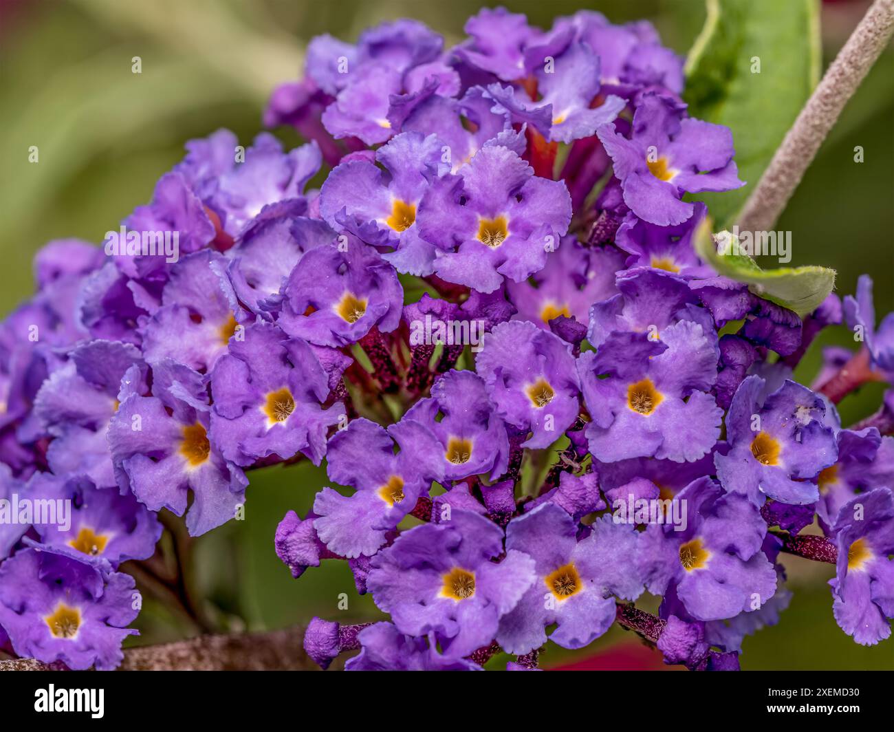 Shrub buddleja davidii blooming buddleja flower plant hi-res stock ...