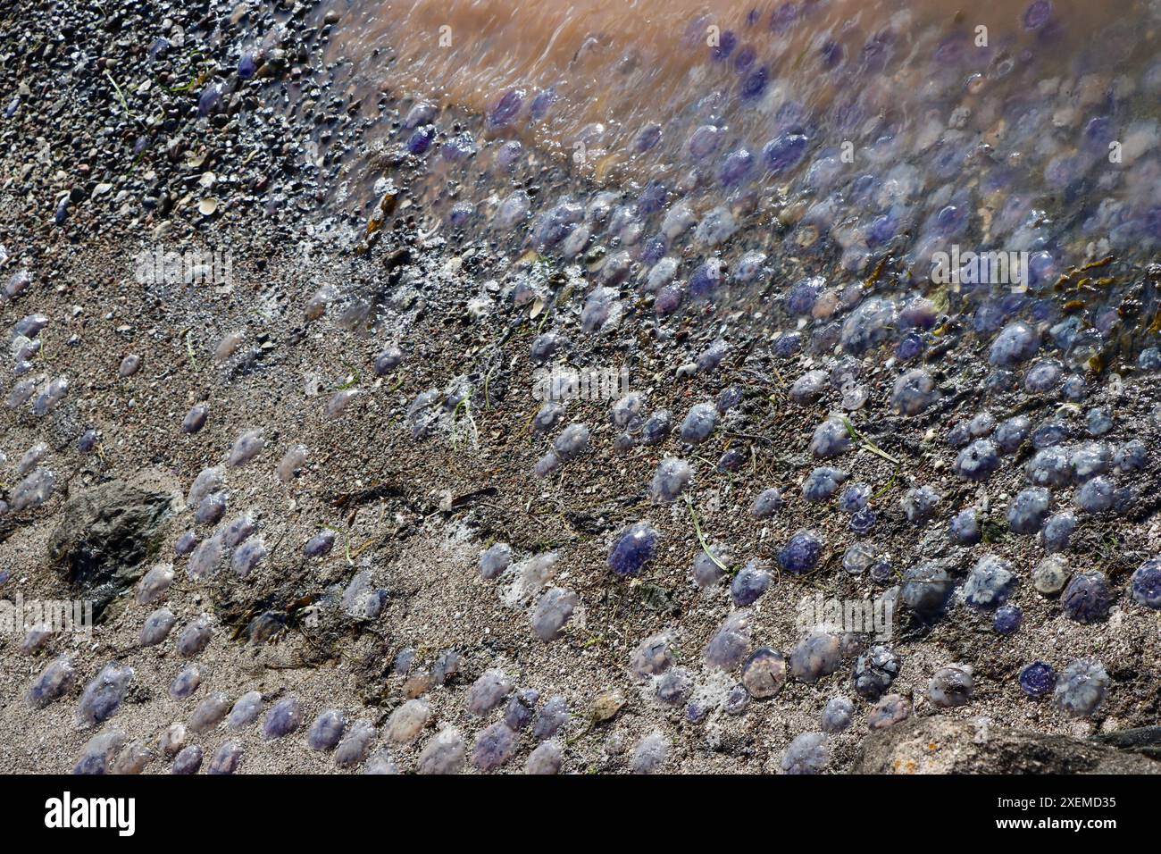 Yellow plankton / algae / algal "bloom" and small blue jellyfish in Fjällbacka archipelago on ...