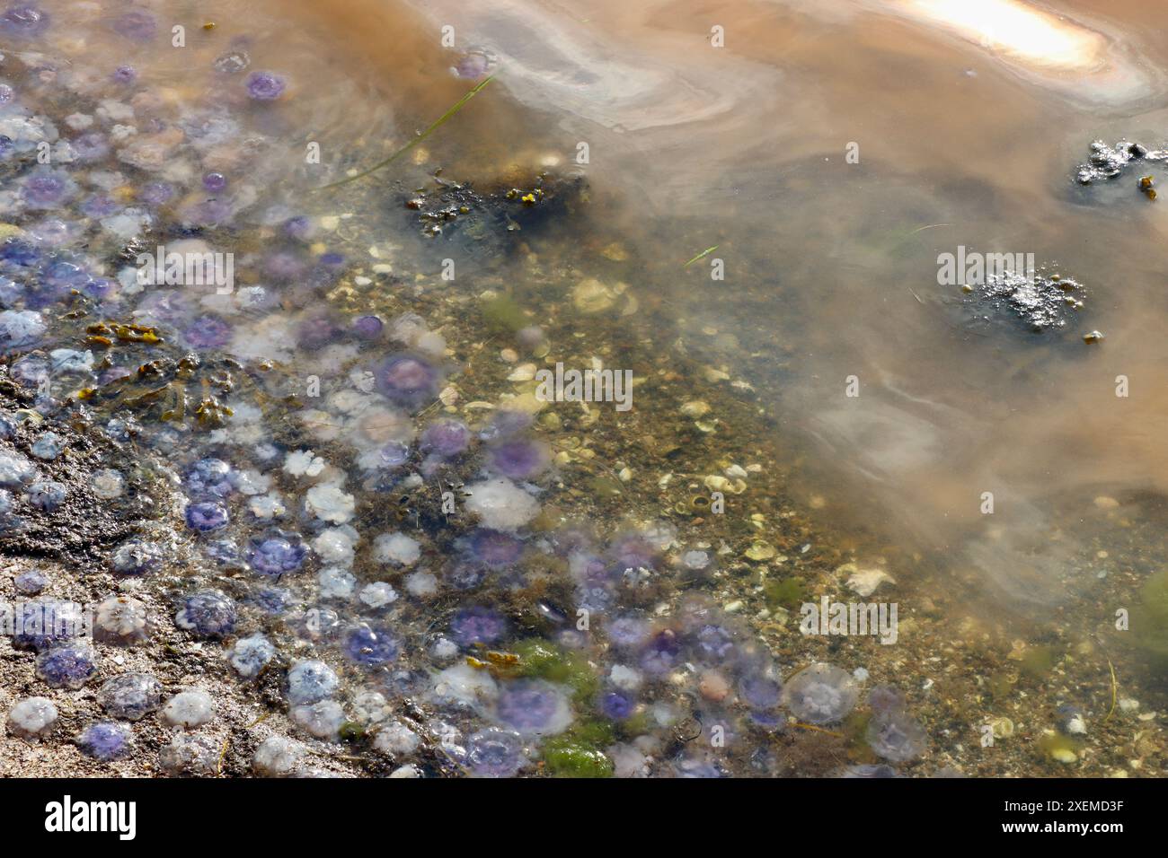 Early plankton bloom hi-res stock photography and images - Alamy