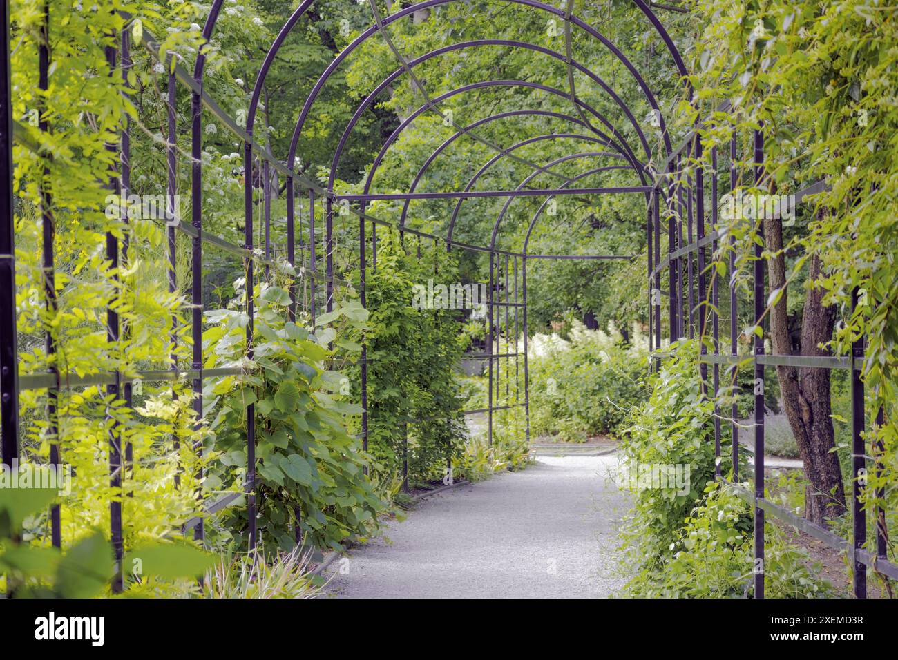 Charming, beautiful archway, all in lush greenery, in the park, on a ...