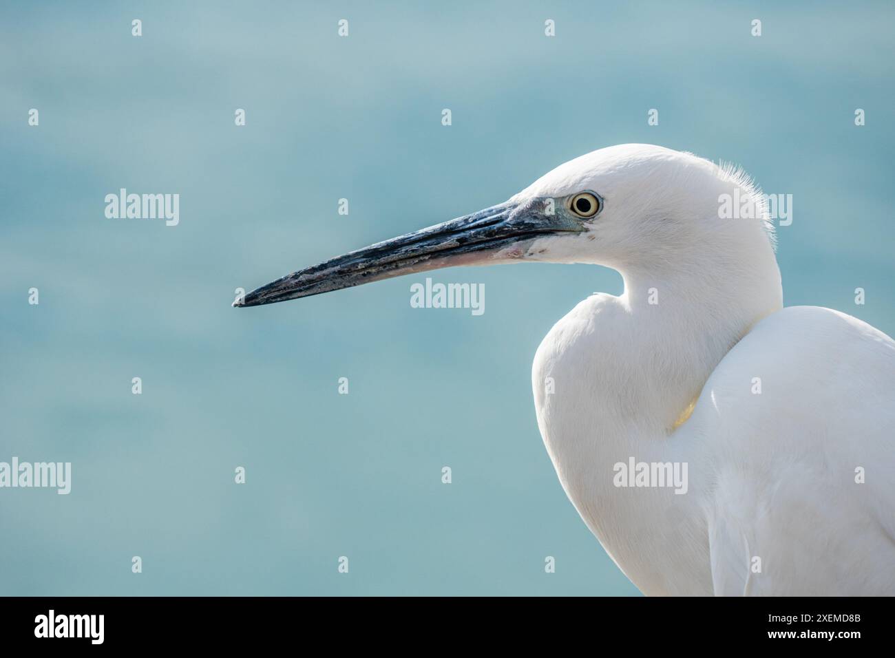 Great_egret hi-res stock photography and images - Alamy