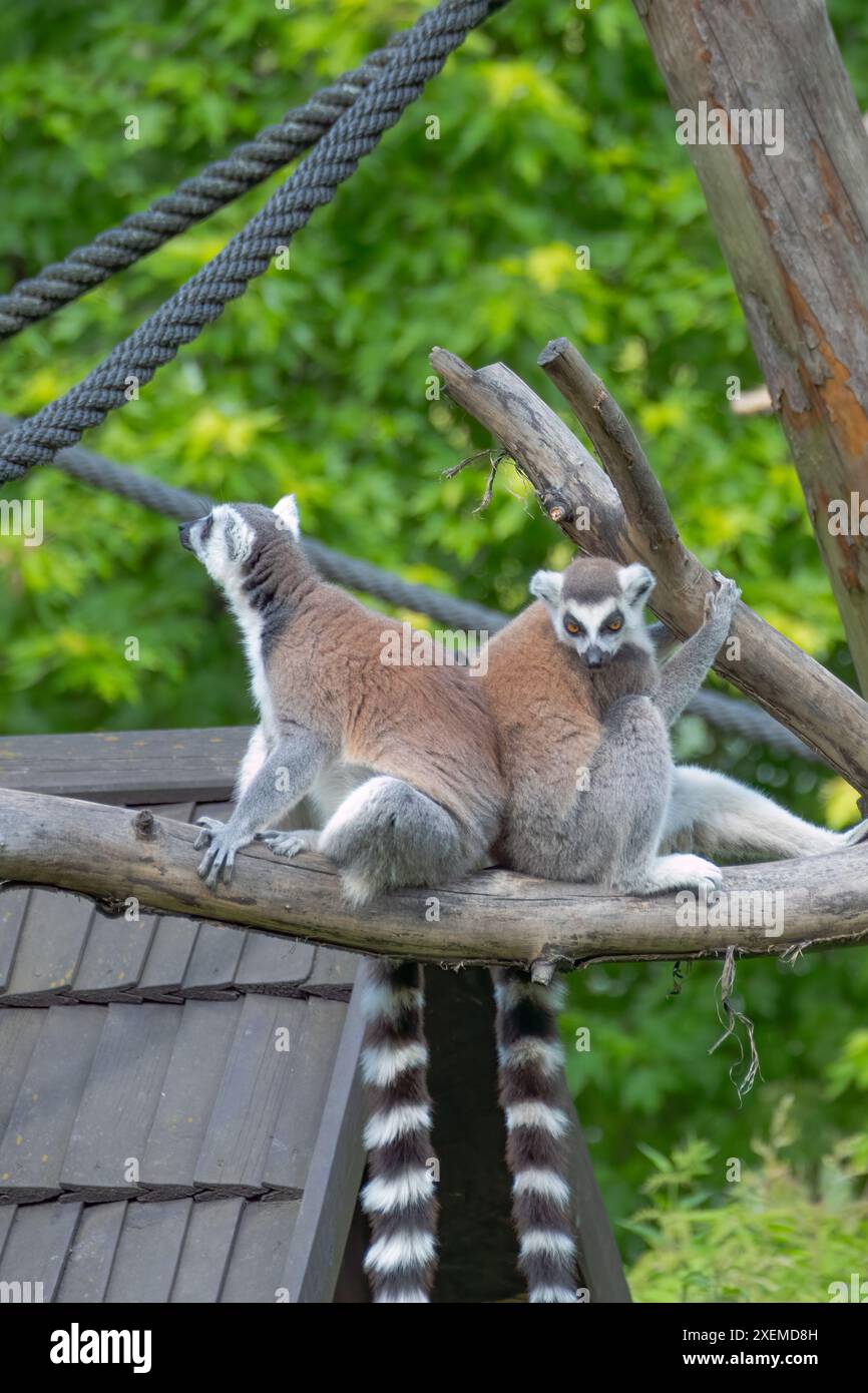 Long fluffy tails hi-res stock photography and images - Alamy