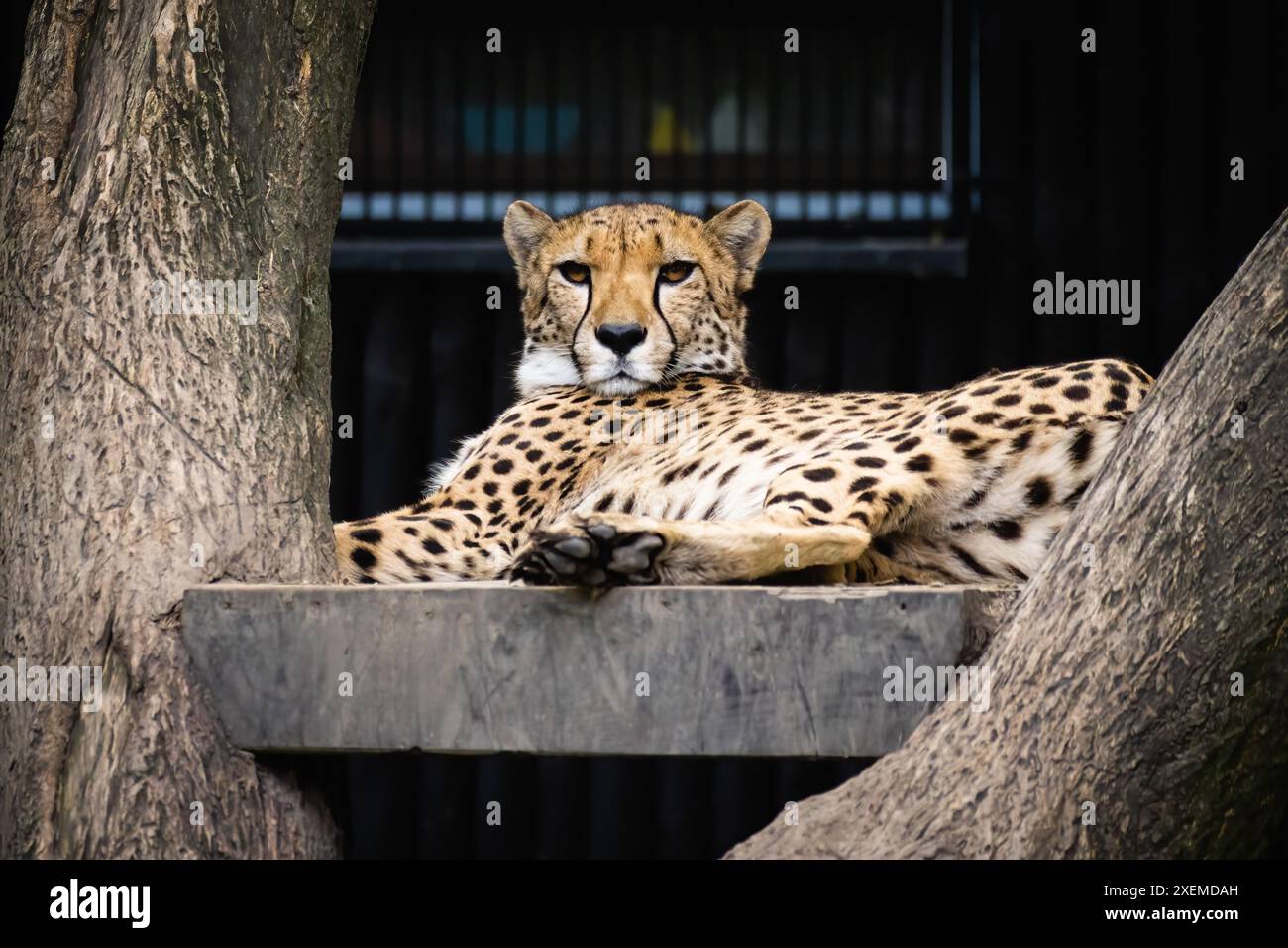 The majestic spotted leopard Stock Photo - Alamy