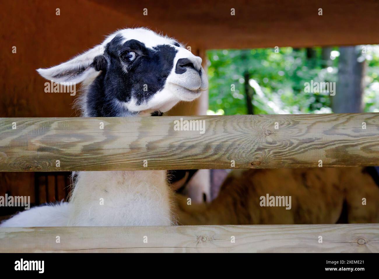 A very cute and cuddly animal in a stall Stock Photo - Alamy