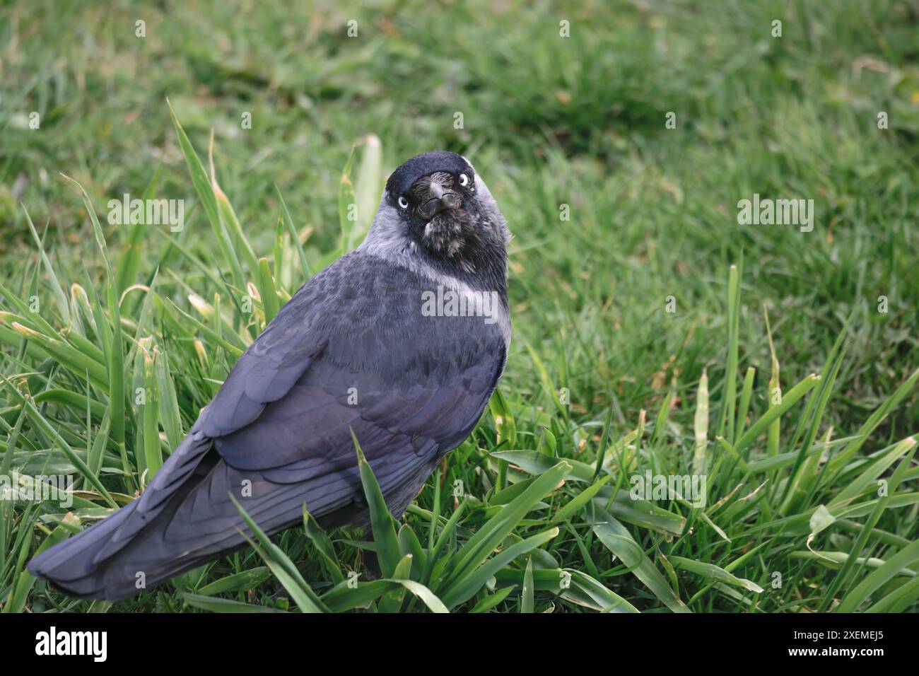 A beautiful bird "jackdaw" black with dark gray plumage Stock Photo - Alamy