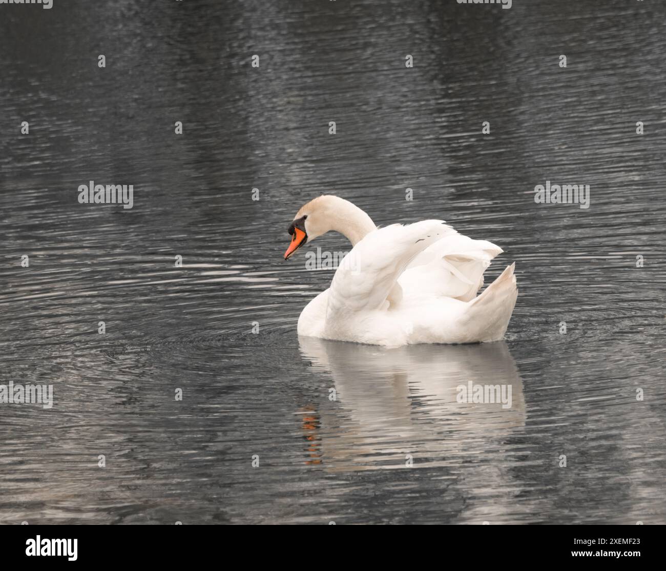 An elegant white swan floating gorgeously on the river Stock Photo - Alamy