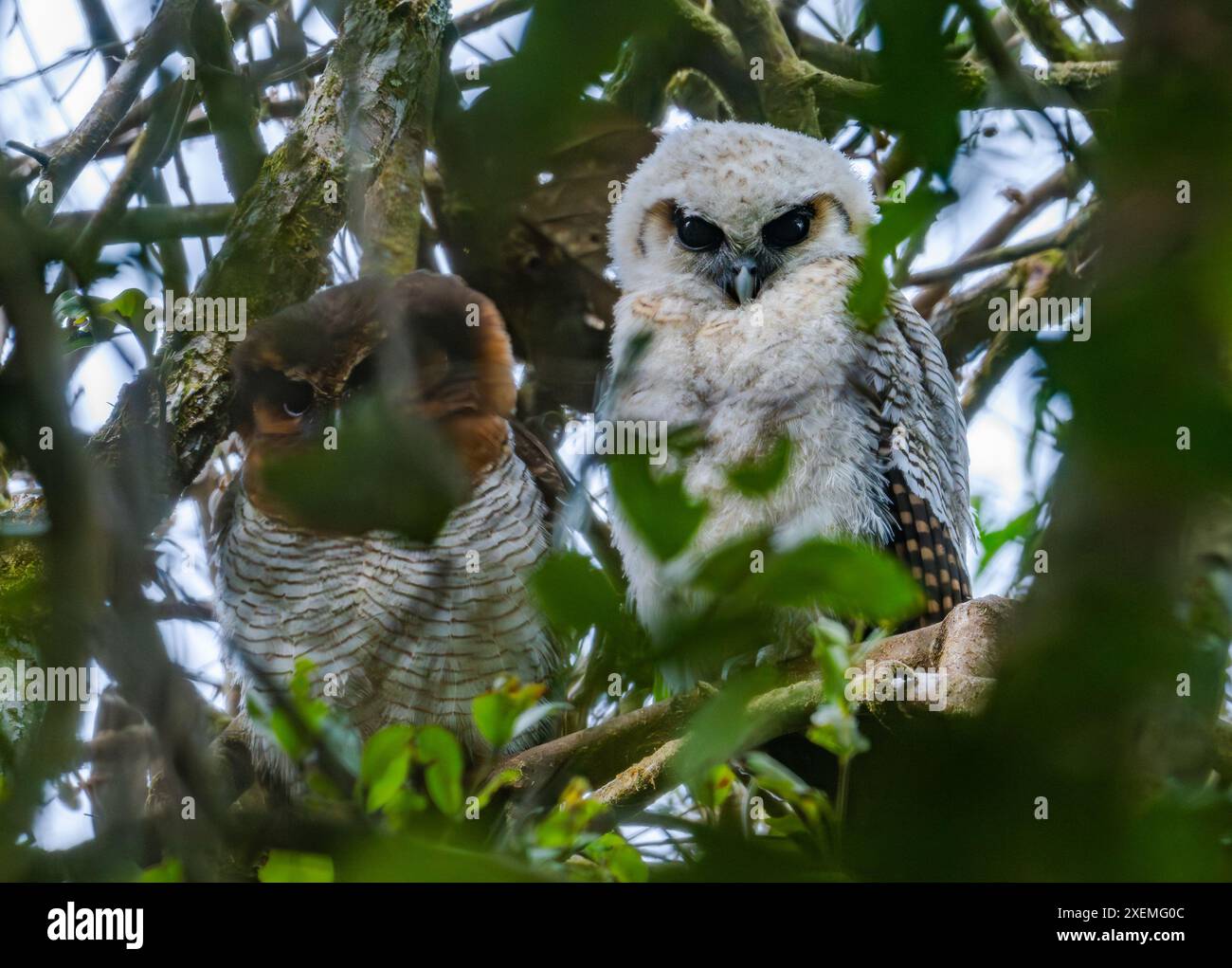 Owl of malaysia hi-res stock photography and images - Alamy