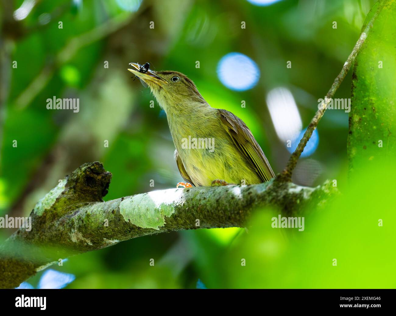 A Charlotte's Bulbul (Iole charlottae) catching a bug. Sabah, Borneo ...