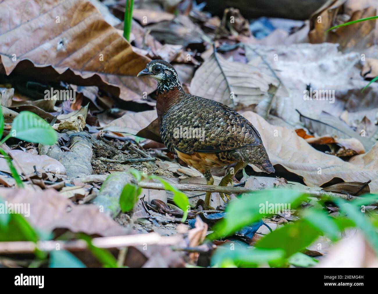 A Sabah Partridge (Tropicoperdix graydoni) foraging in forest. Sabah ...