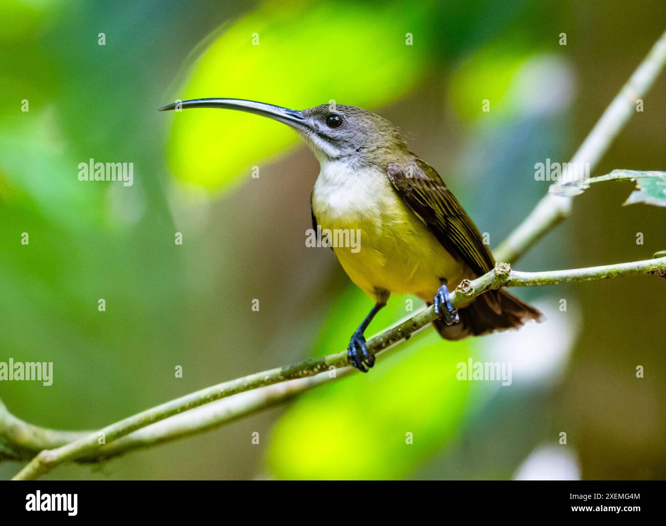 Spiderhunter bird hi-res stock photography and images - Alamy