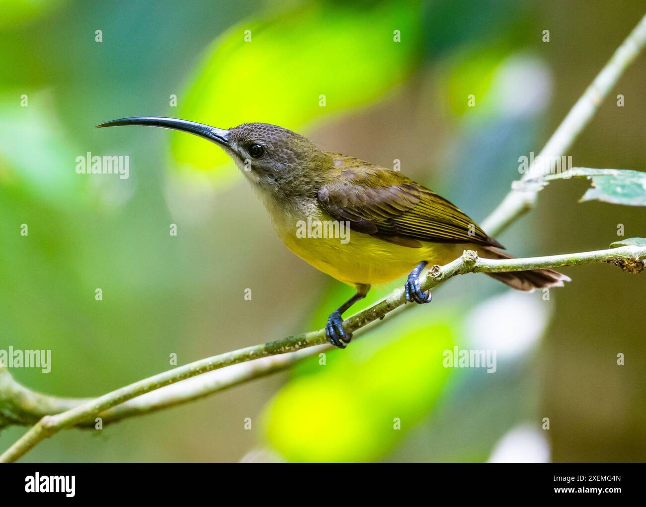 Spiderhunter bird hi-res stock photography and images - Alamy