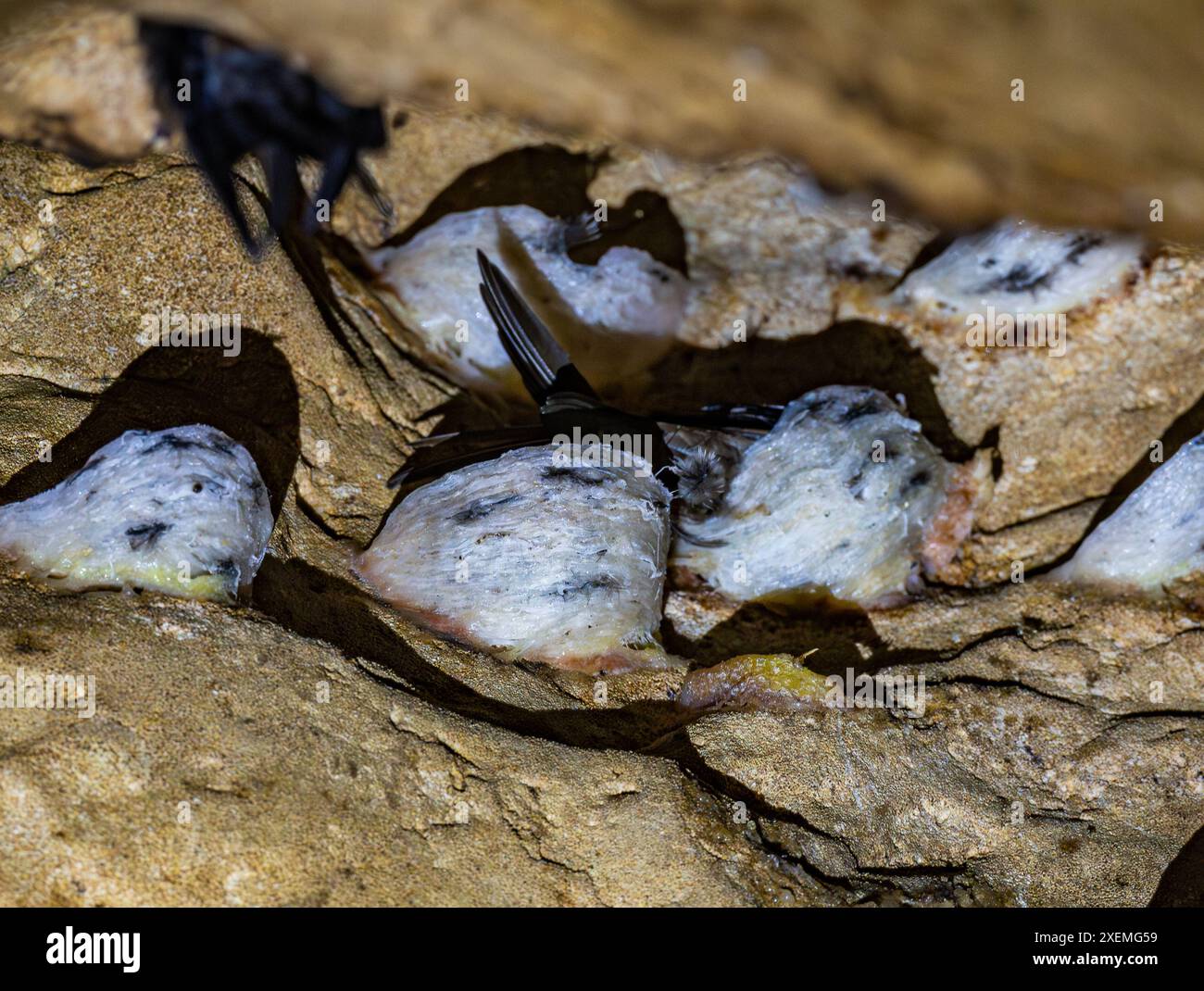 White-nest Swiftlets (Aerodramus fuciphagus), or edible-nest swiftlet ...