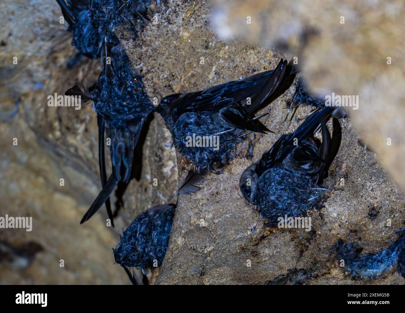Black-nest Swiftlets (Aerodramus maximus) build their nests on the ...