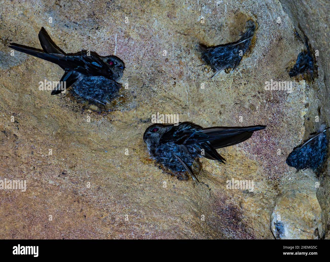 Black-nest Swiftlets (Aerodramus maximus) build their nests on the ...