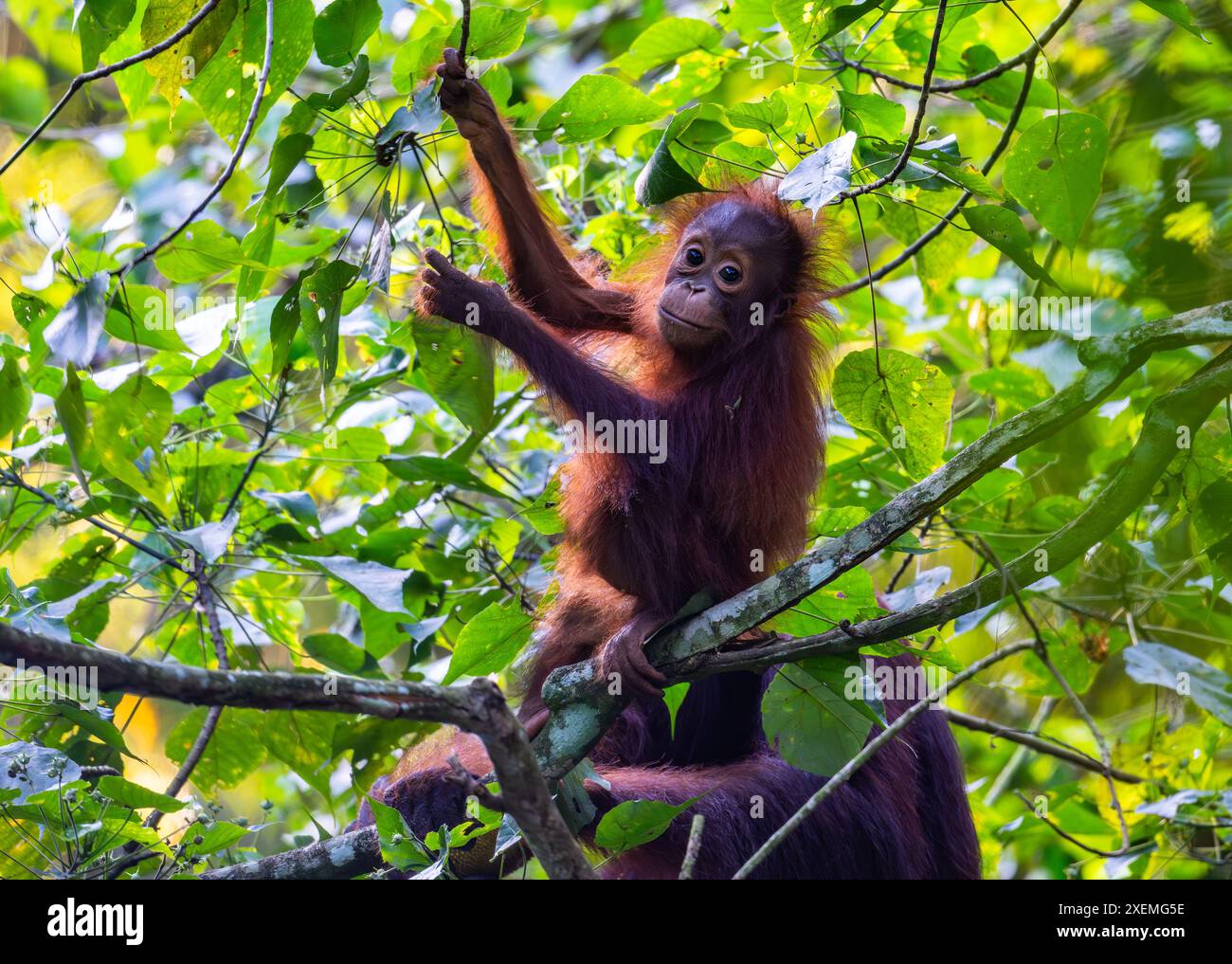 A young Bornean orangutan (Pongo pygmaeus) foraging in forest. Sabah ...