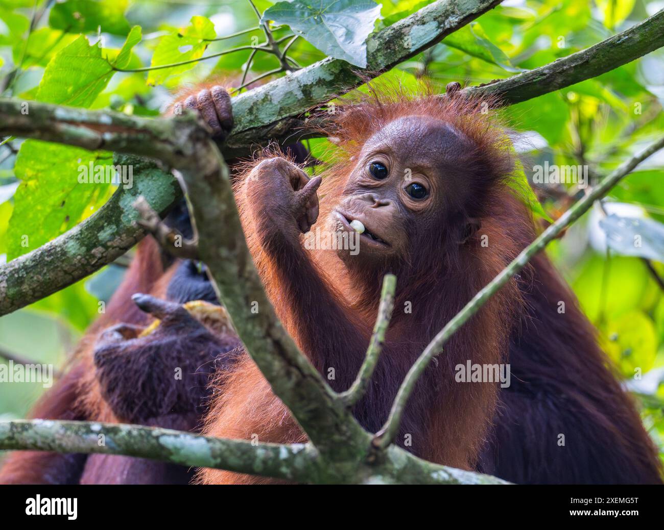 A young Bornean orangutan (Pongo pygmaeus) foraging in forest. Sabah ...