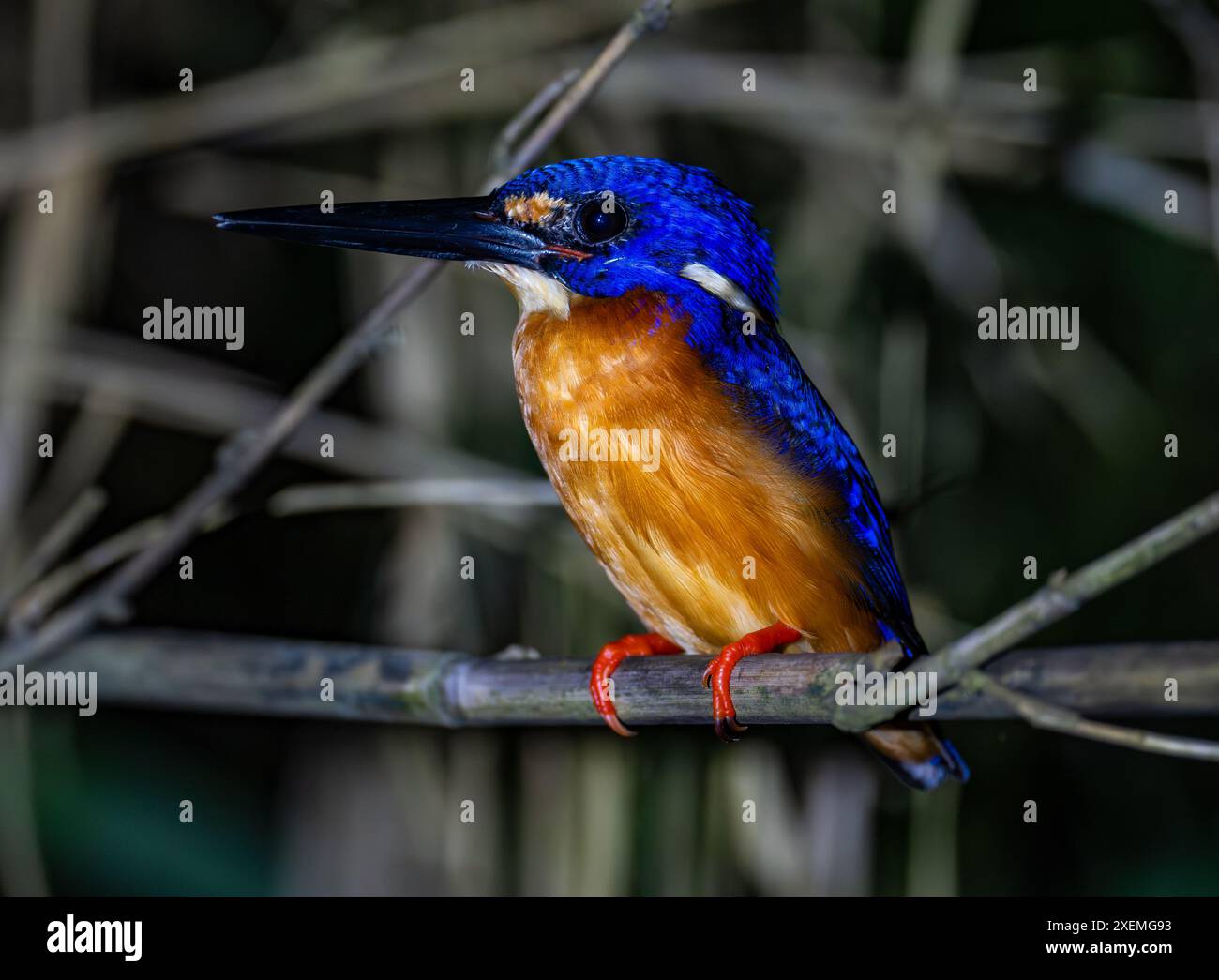 A Blue-eared Kingfisher (Alcedo meninting) perched on a branch at night ...