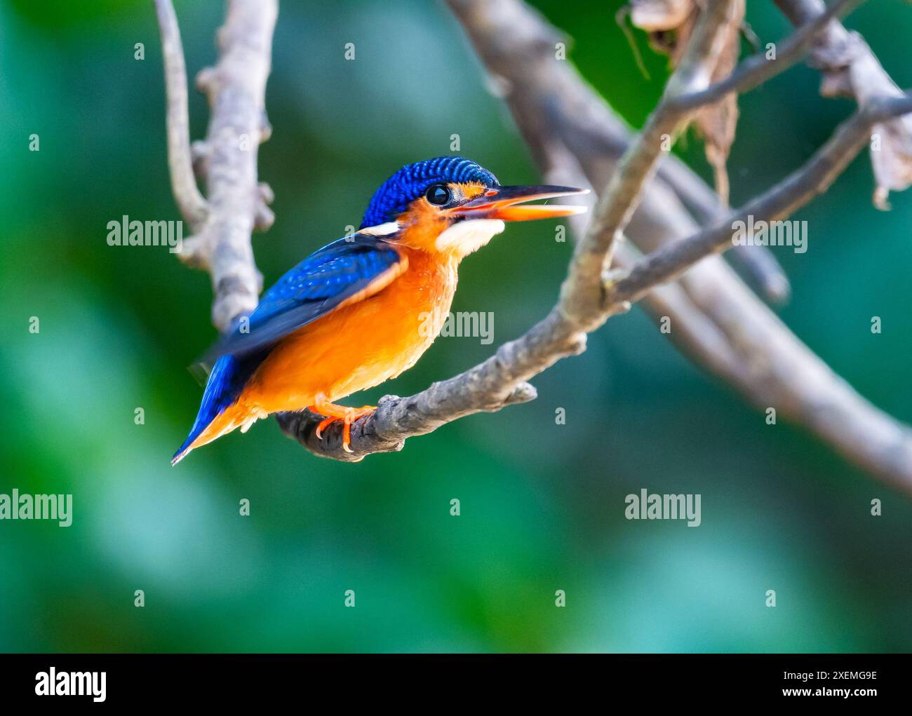A Blue-eared Kingfisher (Alcedo meninting) perched on a branch. Sabah ...