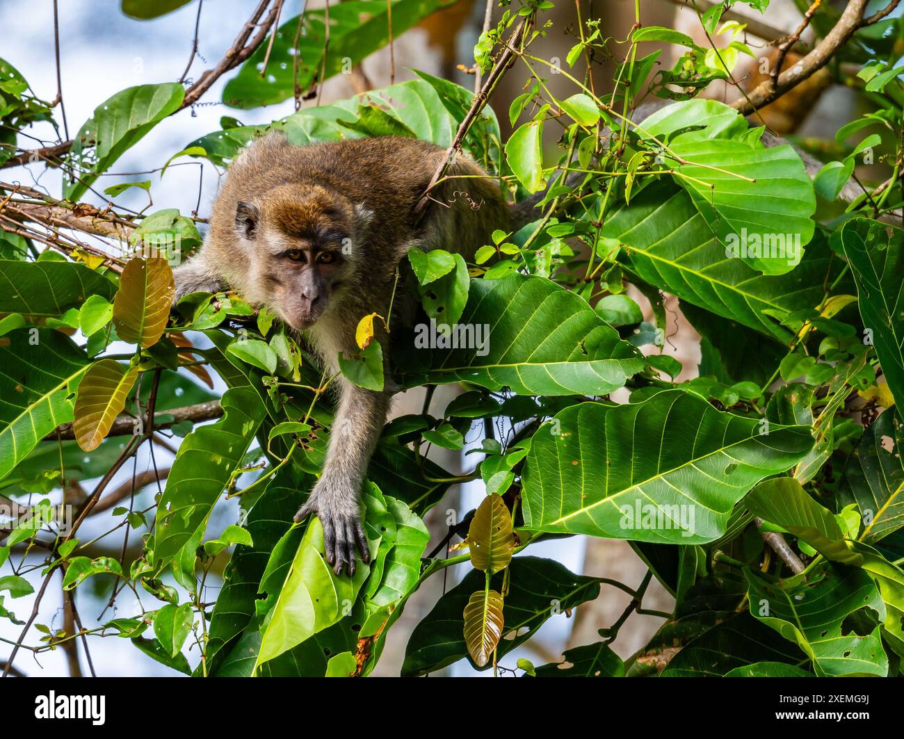 A Long-tailed Macaque (Macaca fascicularis) foraging on a tree. Sabah ...