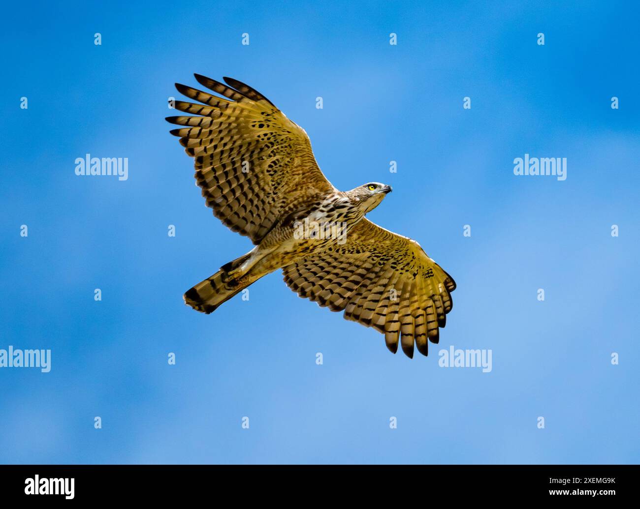 A Changeable Hawk-Eagle (Nisaetus cirrhatus) flying in blue sky. Sabah ...