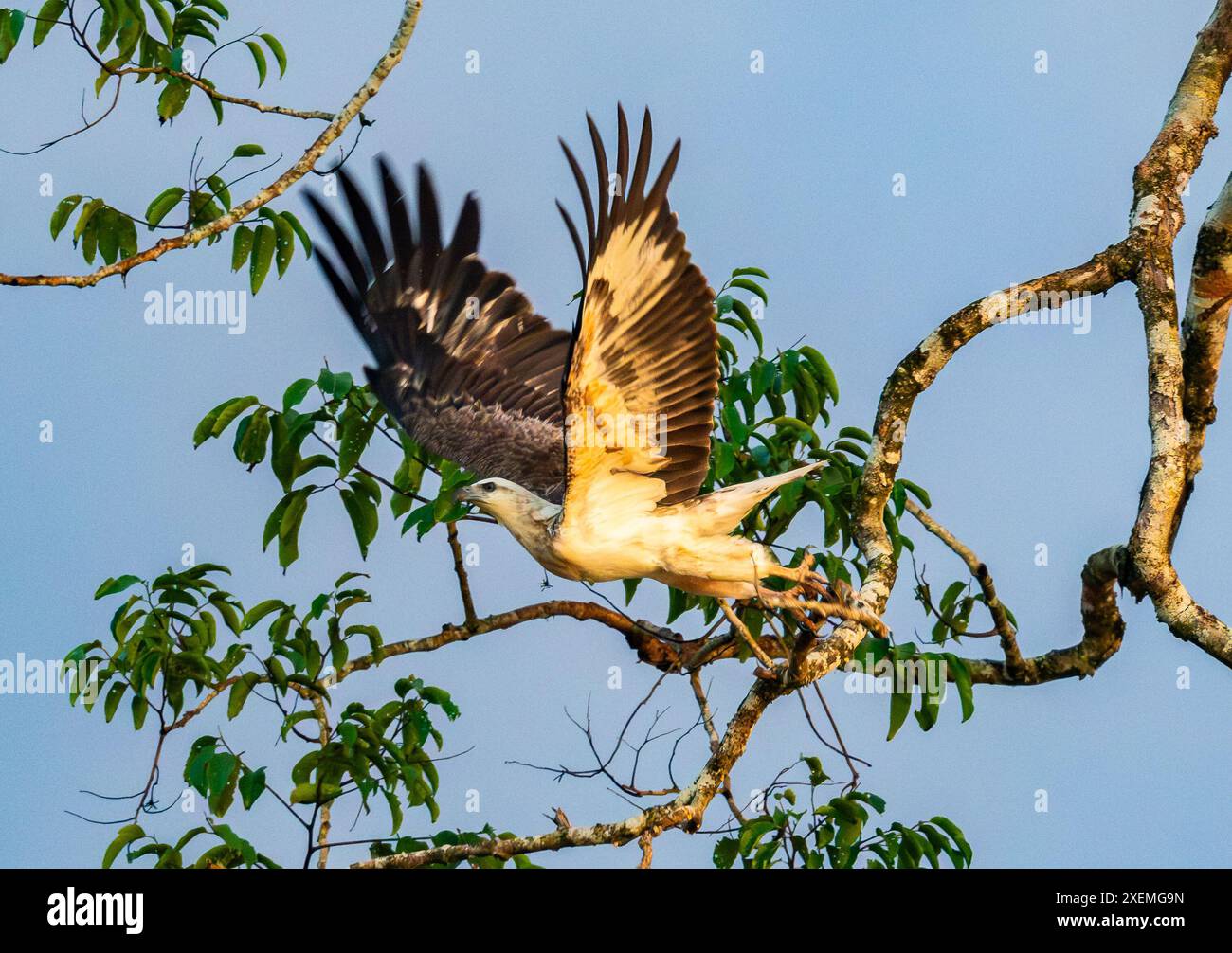 A White-bellied Sea-Eagle (Icthyophaga leucogaster) taking off from a ...