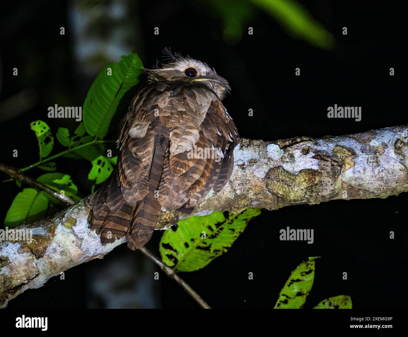 Large frogmouth batrachostomus auritus hi-res stock photography and ...
