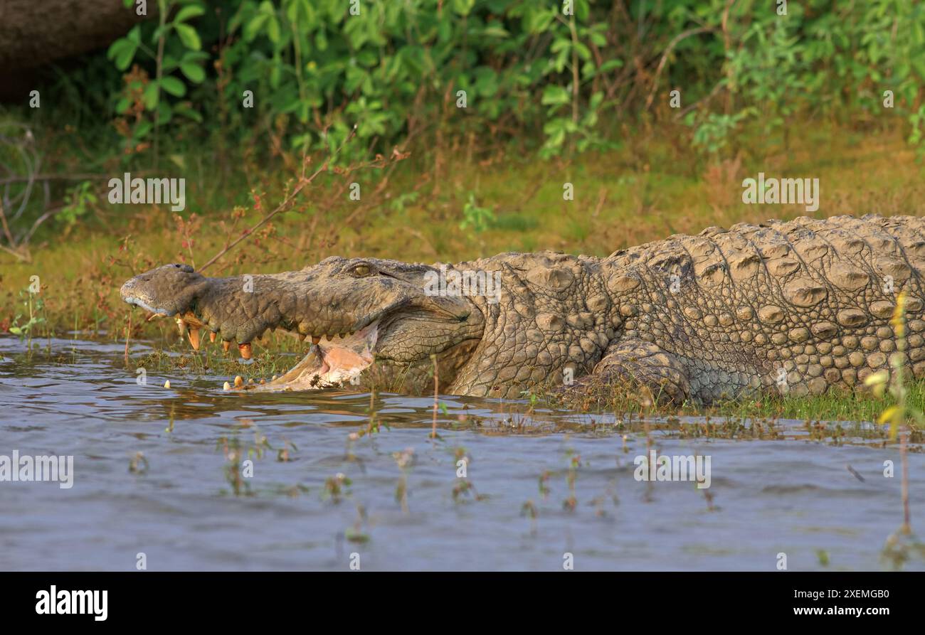Crocodile basking in the sun, resting and relaxing in the water; mugger ...