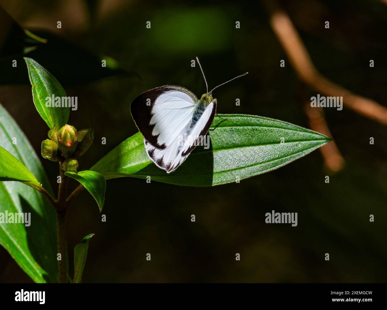 Appias aegis hi-res stock photography and images - Alamy