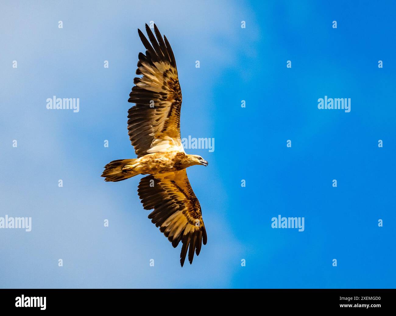 An immature White-bellied Sea-Eagle (Icthyophaga leucogaster) soaring ...