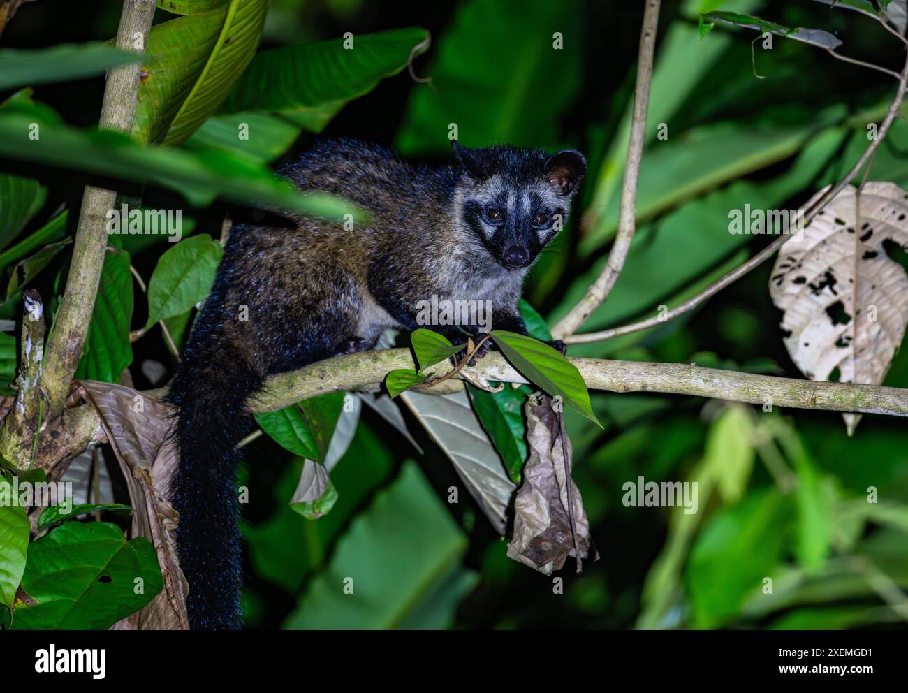 A wild Asian palm civet (Paradoxurus hermaphroditus) in forest at night ...