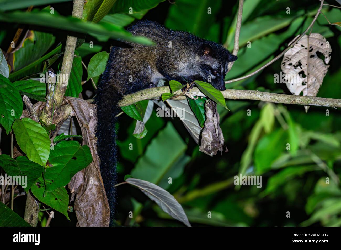 Asian palm civet hi-res stock photography and images - Alamy