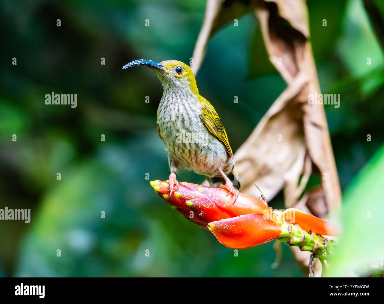 A Bornean Spiderhunter (Arachnothera everetti) standing on a ginger ...