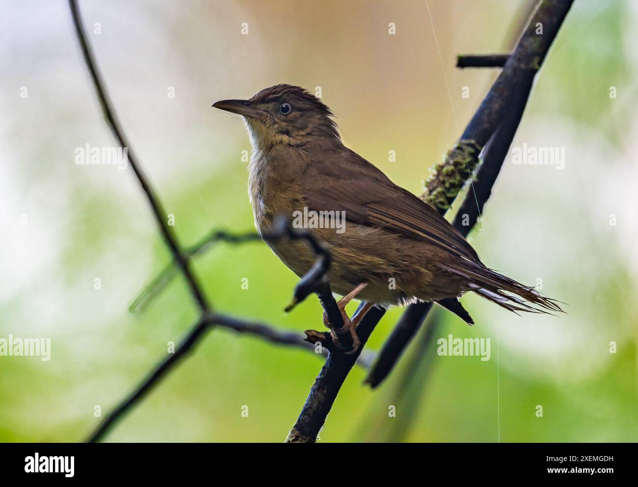 A Charlotte's Bulbul (Iole charlottae) perched on a branch. Sabah ...