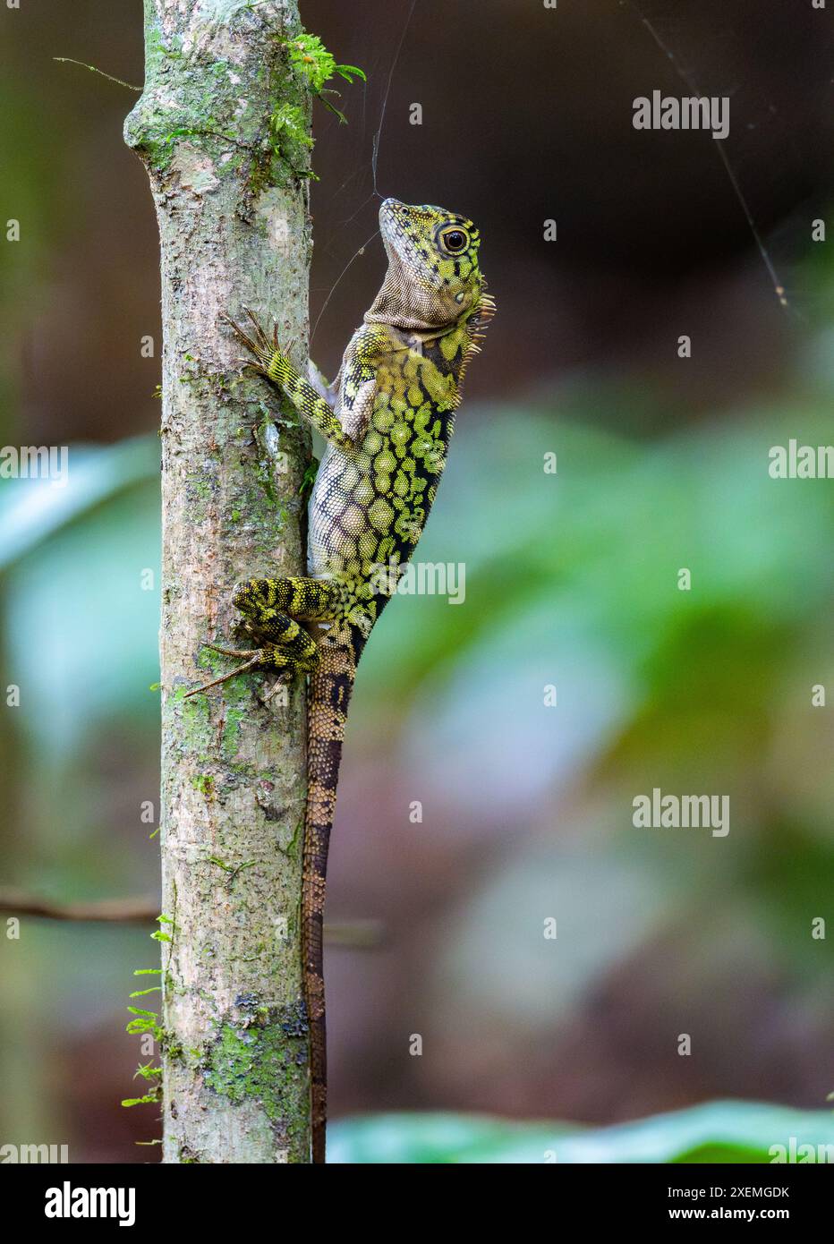 A Borneo Forest Dragon (Gonocephalus borneensis) on a tree. Sabah ...