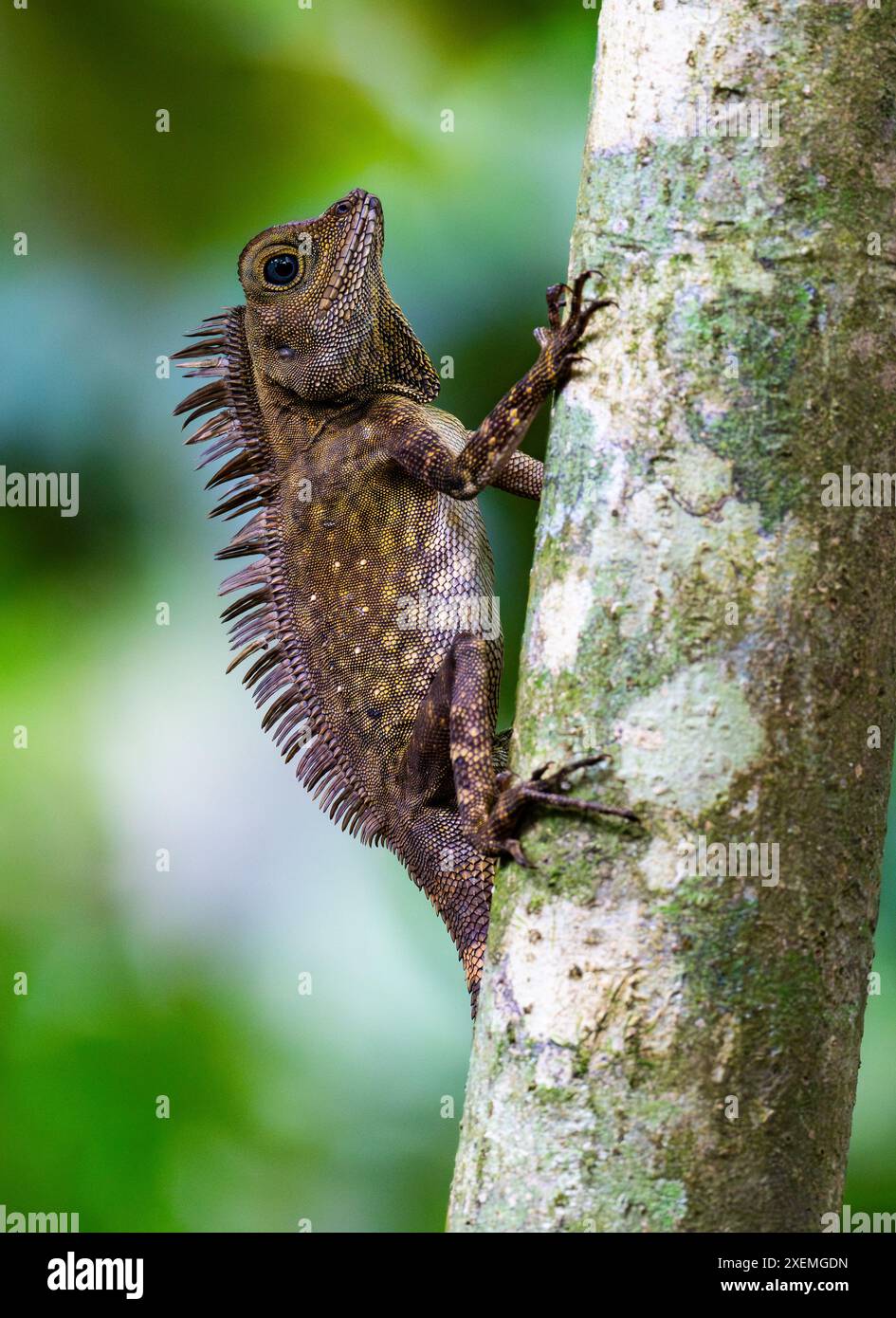 A Borneo Forest Dragon (Gonocephalus borneensis) on a tree. Sabah ...