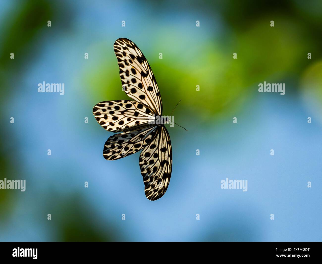 A Large Tree Nymph butterfly (Idea leuconoe) flying in forest. Sabah ...