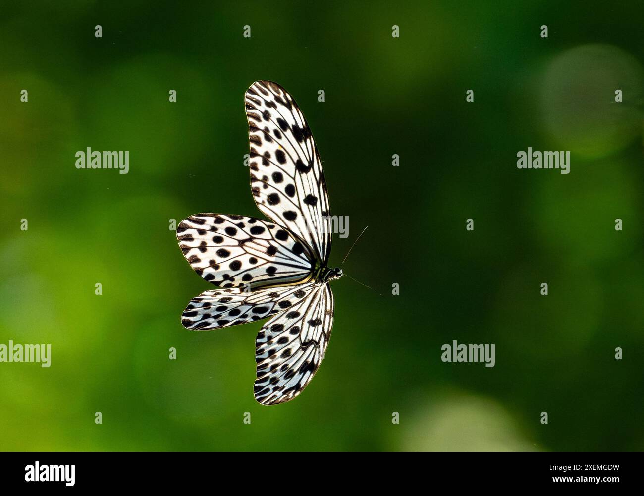 A Large Tree Nymph butterfly (Idea leuconoe) flying in forest. Sabah ...
