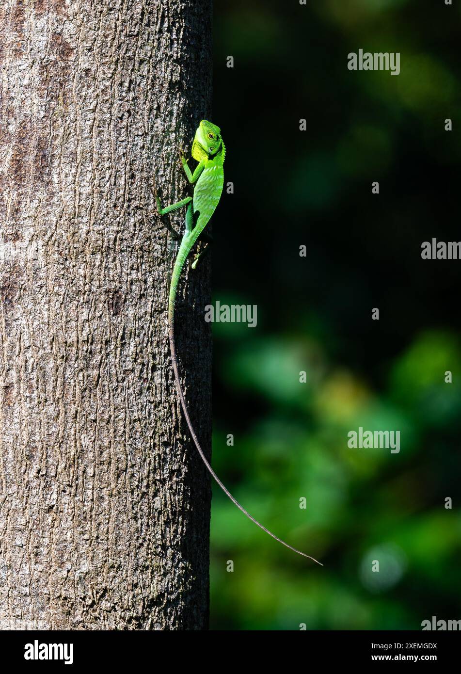 A Green Crested Lizard (Bronchocela cristatella) on a tree trunk. Sabah ...
