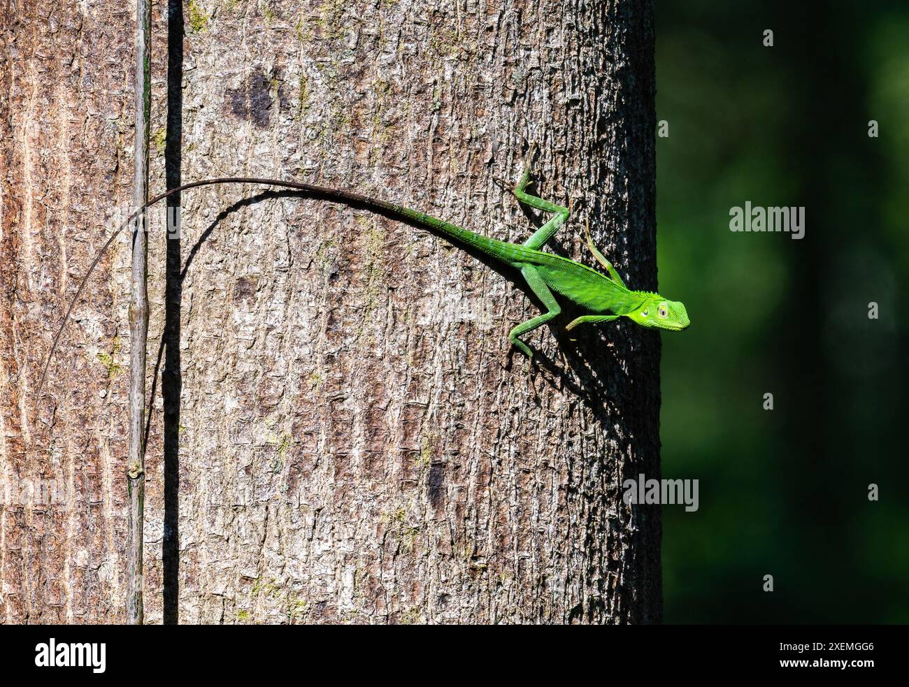 A Green Crested Lizard (Bronchocela cristatella) on a tree trunk. Sabah ...
